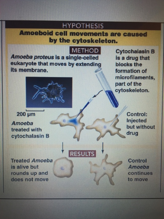 Solved HYPOTHESIS Amoeboid cell movements are caused by the | Chegg.com