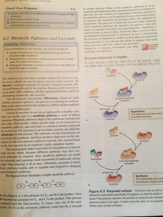 Solved Energy and Enzymes in another pathway. Many of the | Chegg.com