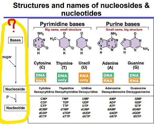 Solved Structures and names of nucleosides & nucleotides | Chegg.com