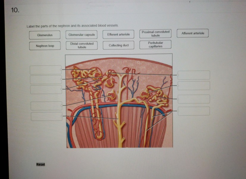 Solved 10. Label the parts of the nephron and its associated | Chegg.com