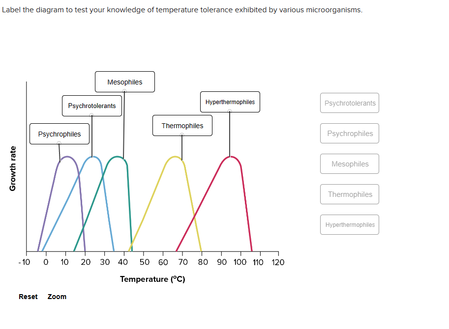 Solved An Escherichia coli culture you are growing in a lab | Chegg.com