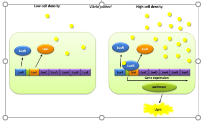 Solved This is the lux operon in the bacterium | Chegg.com