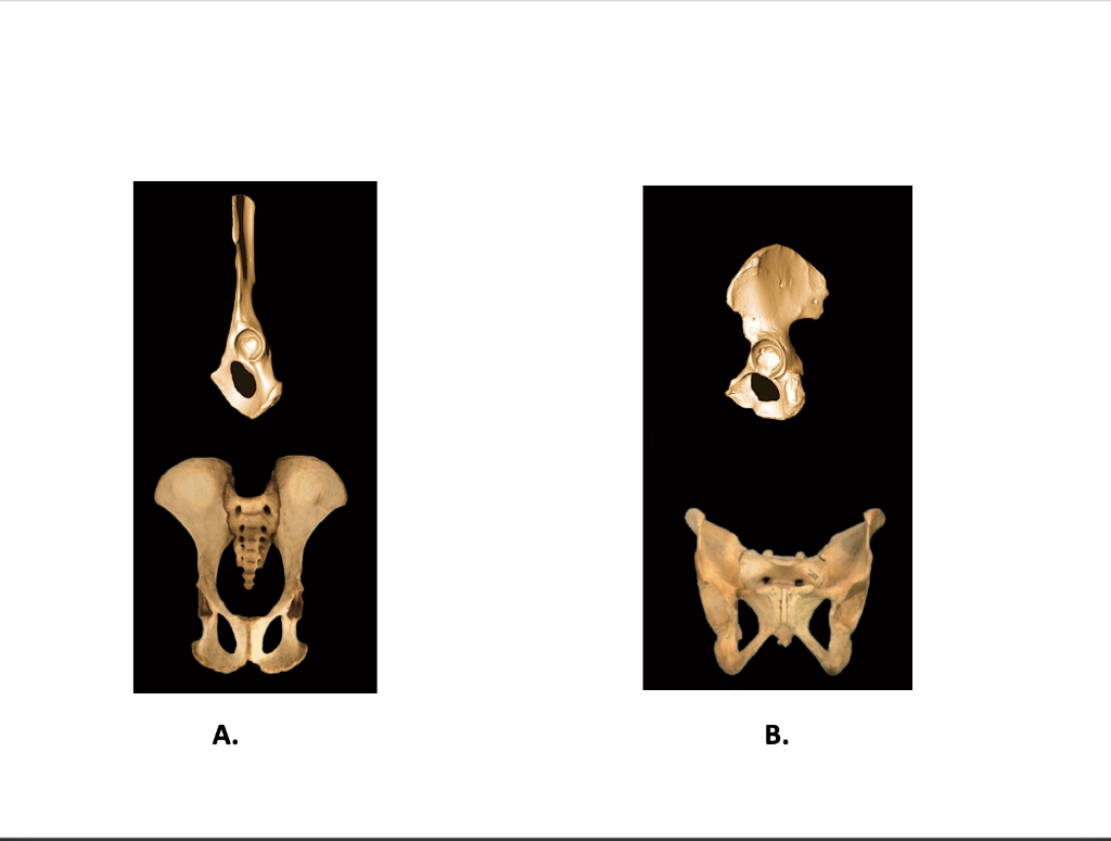 Solved Question 4/Slide 4. (1 pt each) A. The image below | Chegg.com