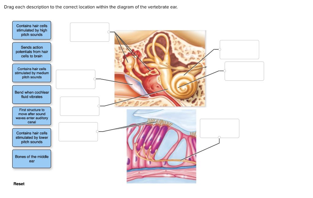 Solved Drag each description to the correct location within | Chegg.com