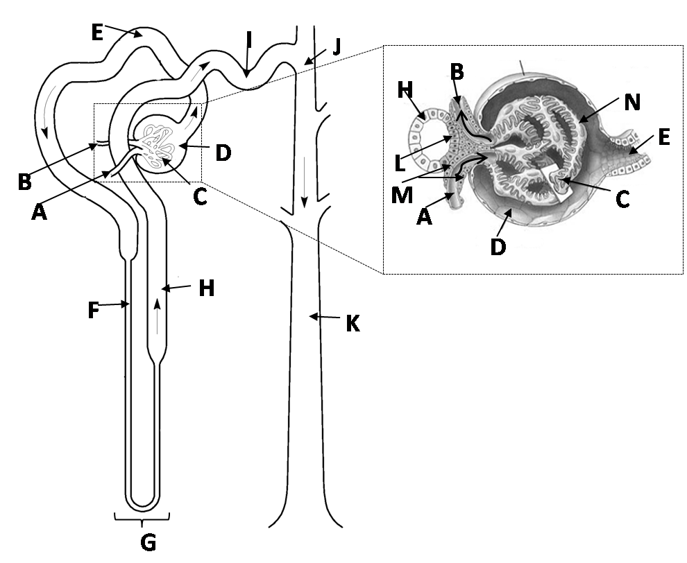 Solved The diagram below illustrates a nephron, with an | Chegg.com