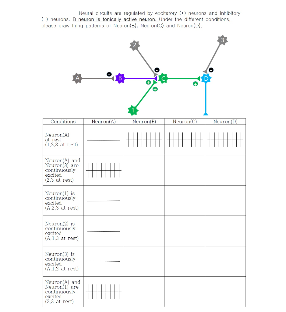 Neural circuits are regulated by excitatory (+) | Chegg.com