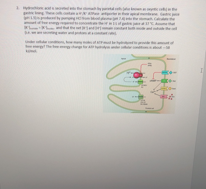 Solved 2. Hydrochloric acid is secreted into the stomach by | Chegg.com