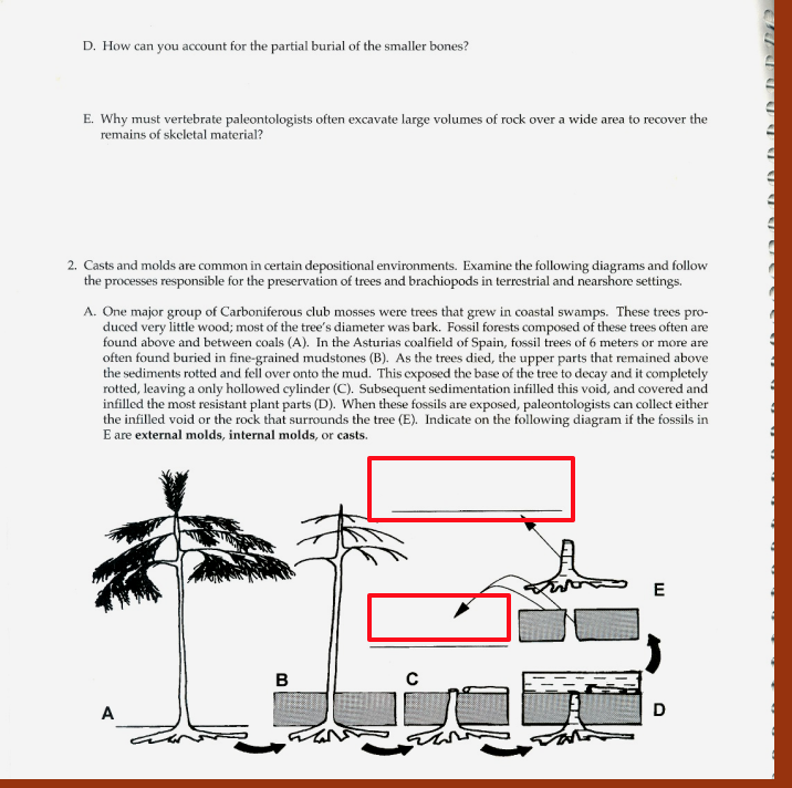 Solved NAME: SECTION DATE: FOSSIL PRESERVATION AND TAPHONOMY | Chegg.com