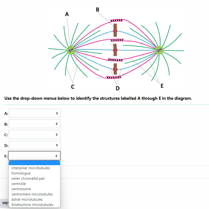 Solved Use the drop-down menus below to identify the | Chegg.com