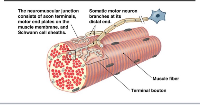 Solved The neuromuscular junction consists of axon | Chegg.com