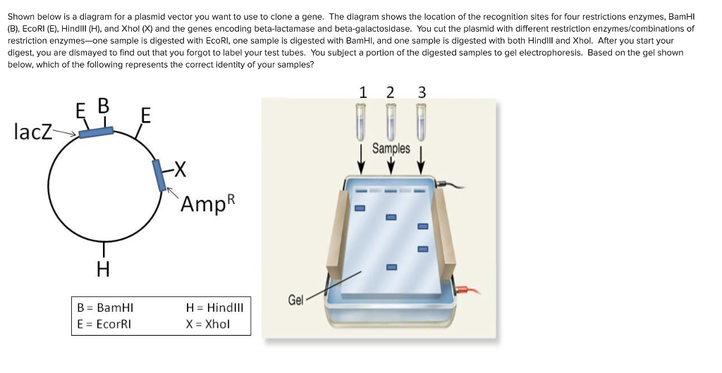 Plasmid Vector Diagram