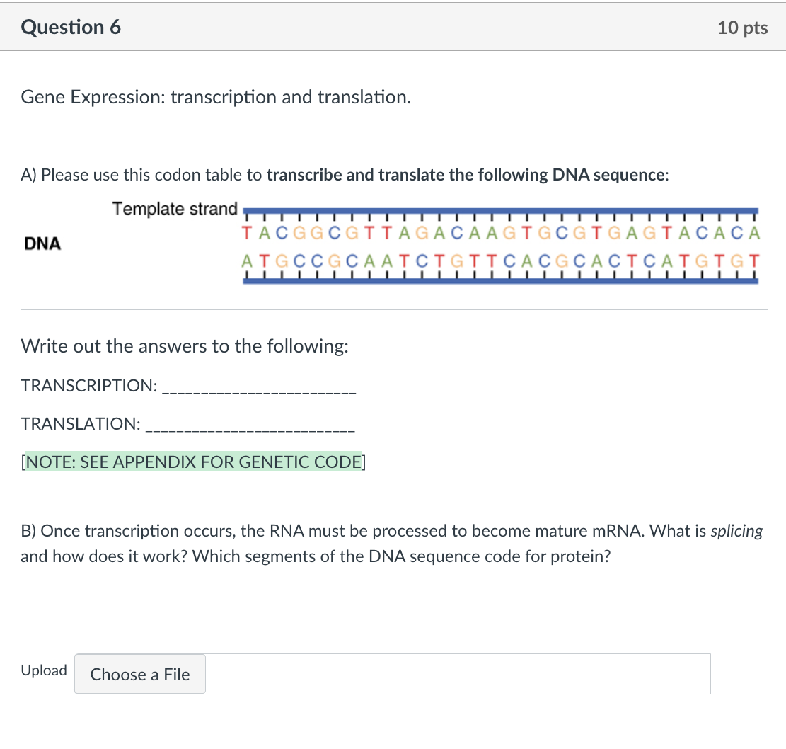 Solved Gene Expression: transcription and translation. A) | Chegg.com