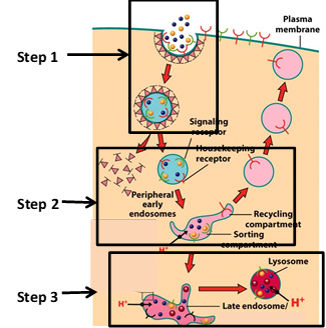 Solved Background: Assume that you want to correct | Chegg.com