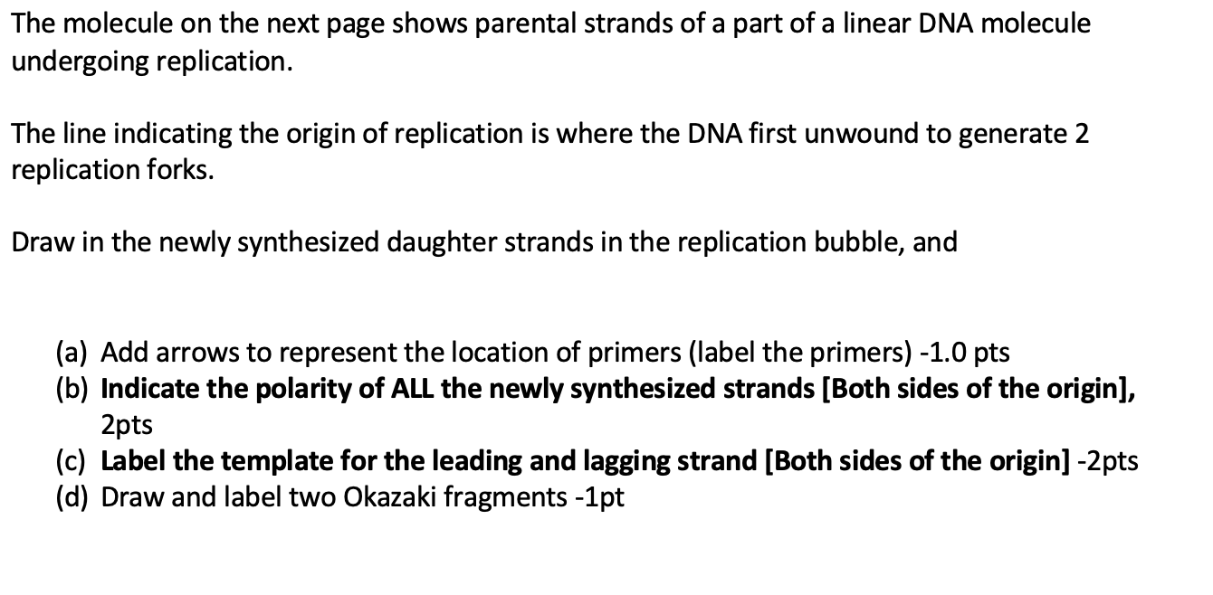 Solved The molecule on the next page shows parental strands | Chegg.com