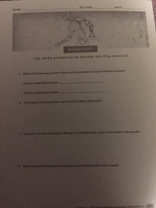Solved NAME: SECTION DATE: WORKSHEET THE UPPER APPENDICULAR | Chegg.com