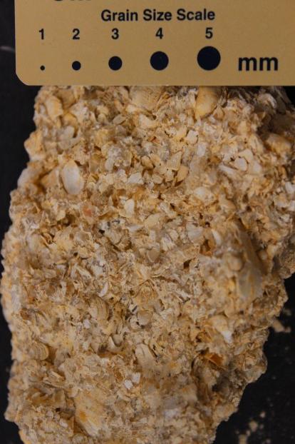 Solved Grain Size Scale 12345 - mm Hy may ben 112 4 | Chegg.com