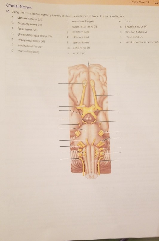 Solved Using the terms below, correctly identify all | Chegg.com