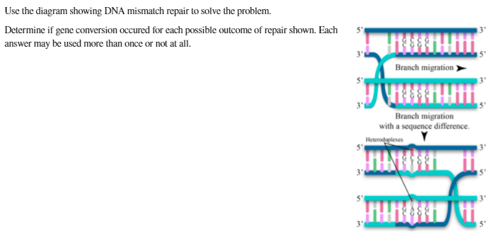 Solved Use the diagram showing DNA mismatch repair to solve | Chegg.com