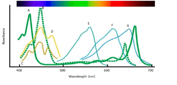 Solved The graph given below shows the absorption of | Chegg.com