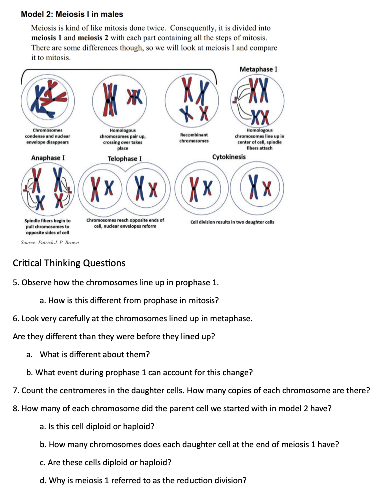 [Solved]: Model 1: Mitosis review Mitosis is divided into 5