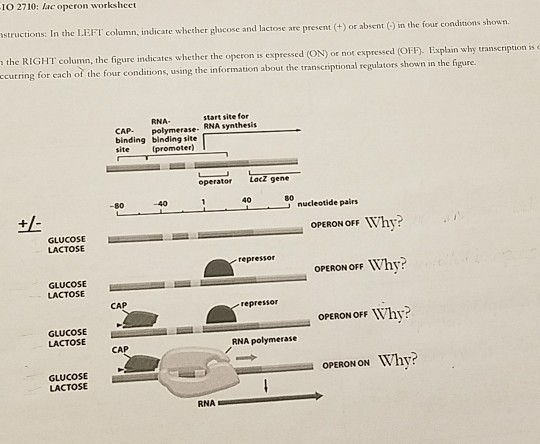 Solved 10 2710: lac operon worksheet structions: In the LEFT | Chegg.com