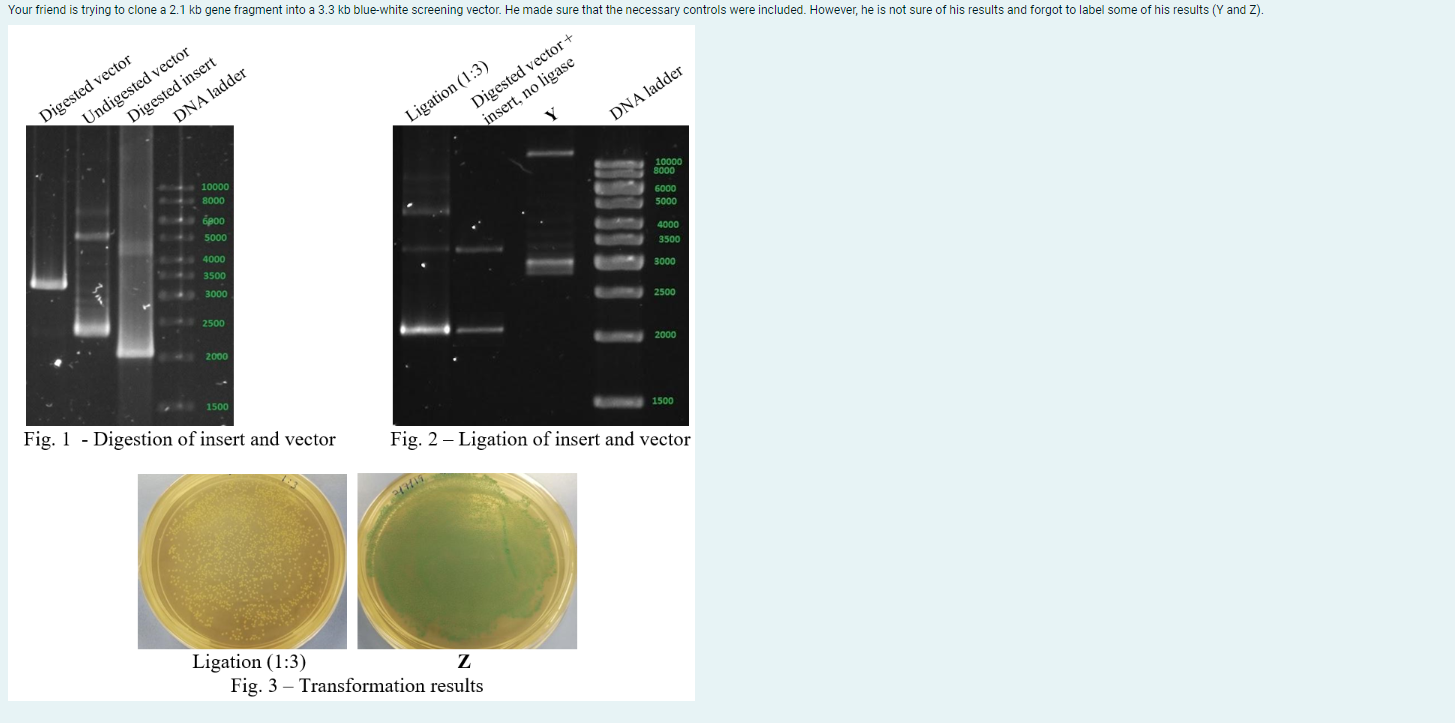 a. Why are there multiple bands on the undigested | Chegg.com