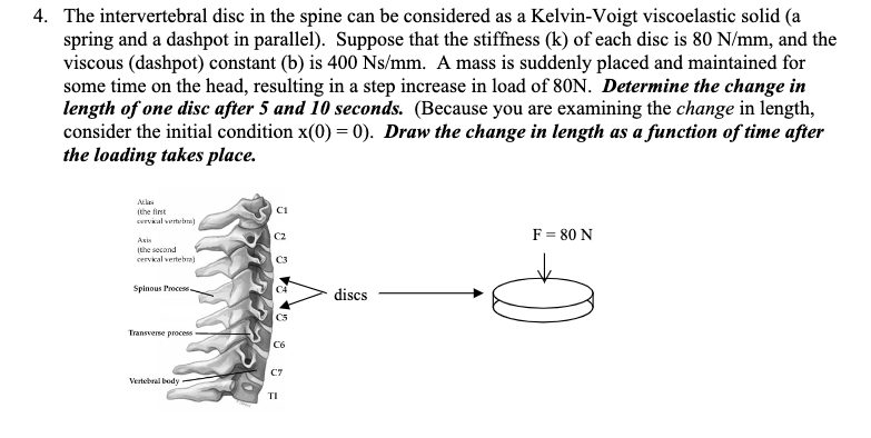 Solved The intervertebral disc in the spine can be | Chegg.com