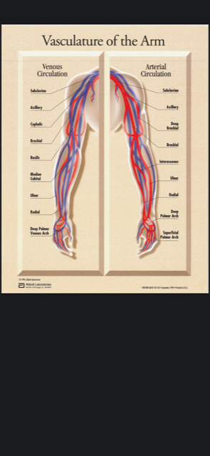 Solved Vasculature of the Arm | Chegg.com