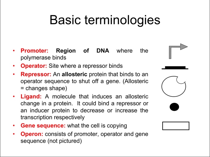 Solved Basic terminologies Promoter: Region of DNA where the | Chegg.com