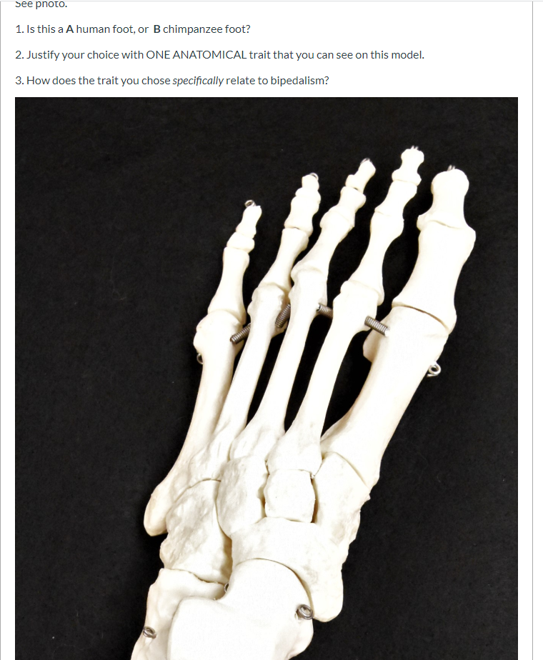 Solved See pnoto. 1. Is this a A human foot, or B chimpanzee | Chegg.com
