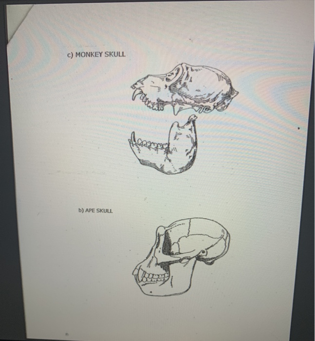 Solved Table 1. Primate Skull Comparison Human Monkey Skull | Chegg.com