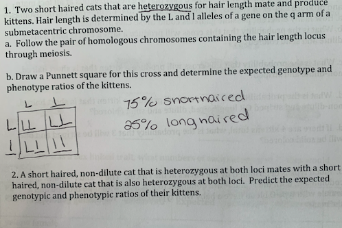 Solved 1. Two short haired cats that are heterozygous for | Chegg.com