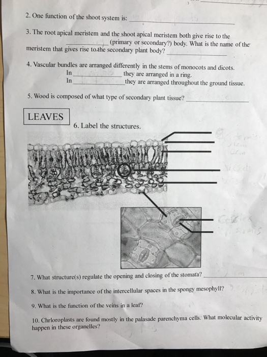Solved One function of the shoot system is: ____________ | Chegg.com