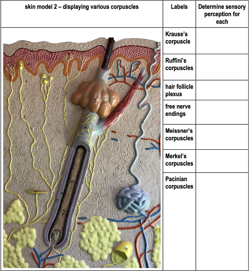 Solved skin model 2 - displaying various corpuscles Labels | Chegg.com