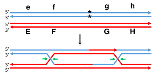 Solved Does this method of Holliday junction resolution | Chegg.com