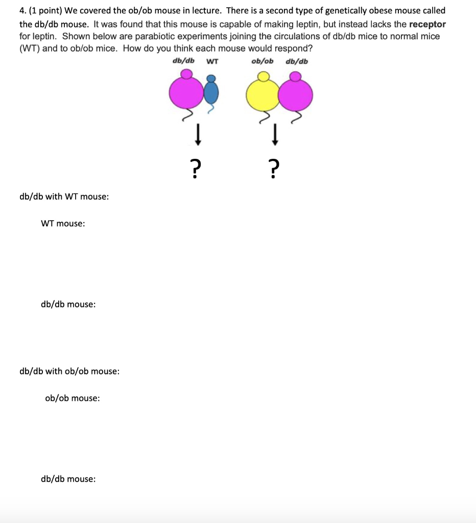 Solved 4. (1 point) We covered the ob/ob mouse in lecture. | Chegg.com