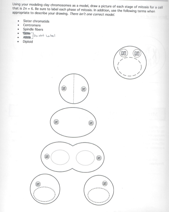 Solved Using your modeling clay chromosomes as a model, draw | Chegg.com