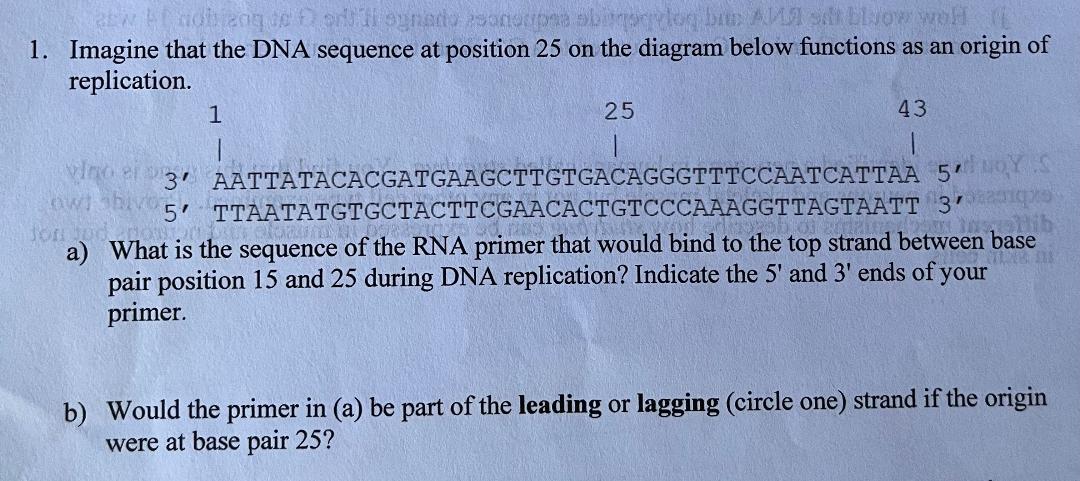 Solved 1. Imagine that the DNA sequence at position 25 on | Chegg.com