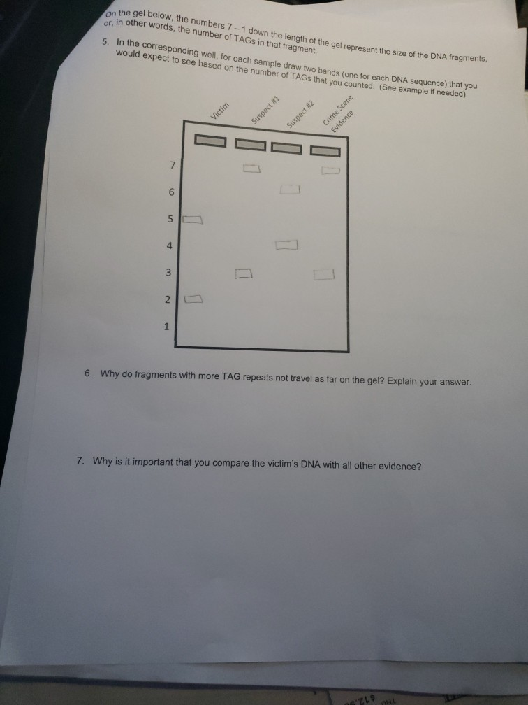 Solved On the gel the gel below, the numbers 7 -1 down the | Chegg.com