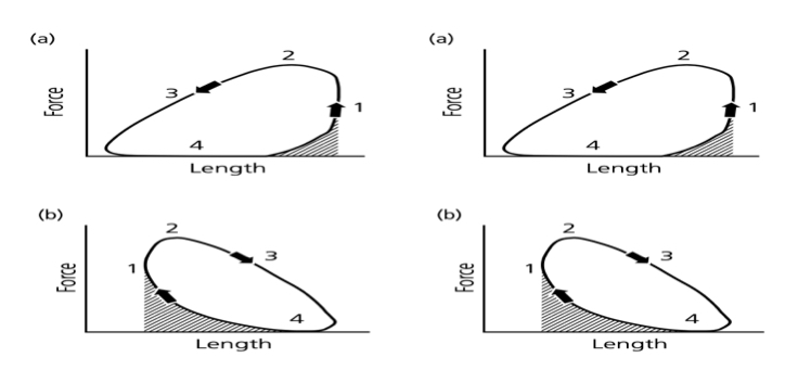 Solved In your own words, explain the following muscle work | Chegg.com