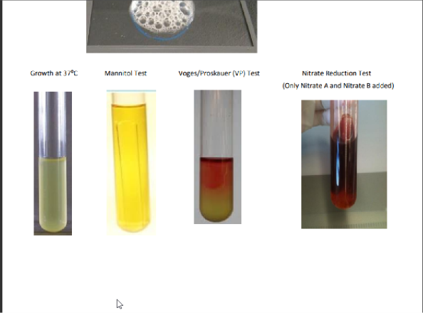 Solved Biochemical Unknown (50 points) Name: Batool Alansari | Chegg.com