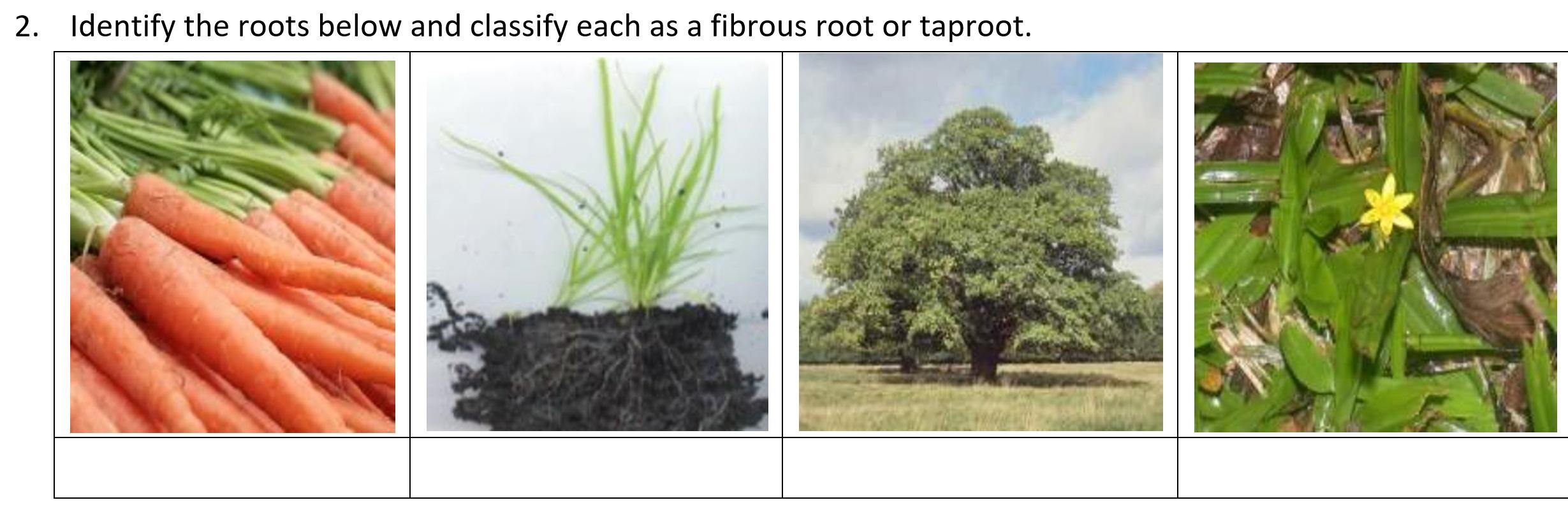 Solved Root systems: taproots in fibrous root systems in | Chegg.com