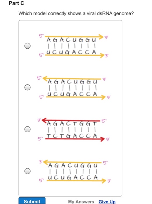 Solved Part C Which model correctly shows a viral dsRNA | Chegg.com
