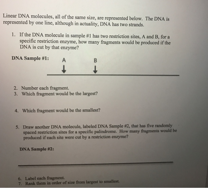 Solved An important feature of restriction enzymes is that | Chegg.com