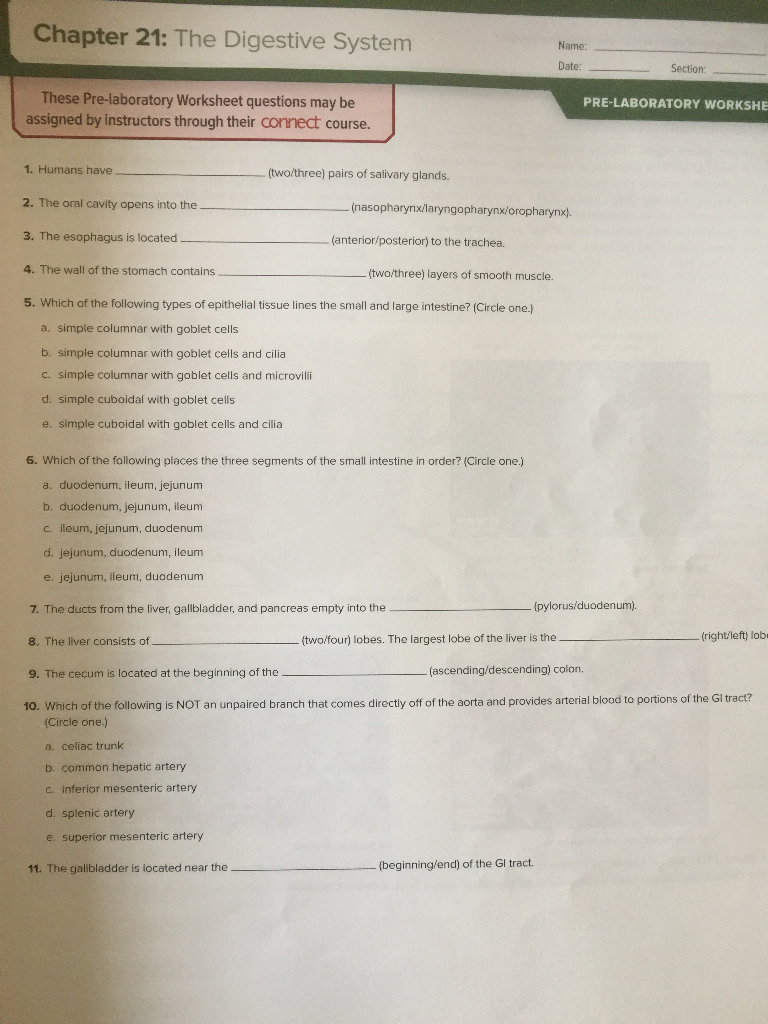 Solved Chapter 21: The Digestive System Name: Date: Section: | Chegg.com