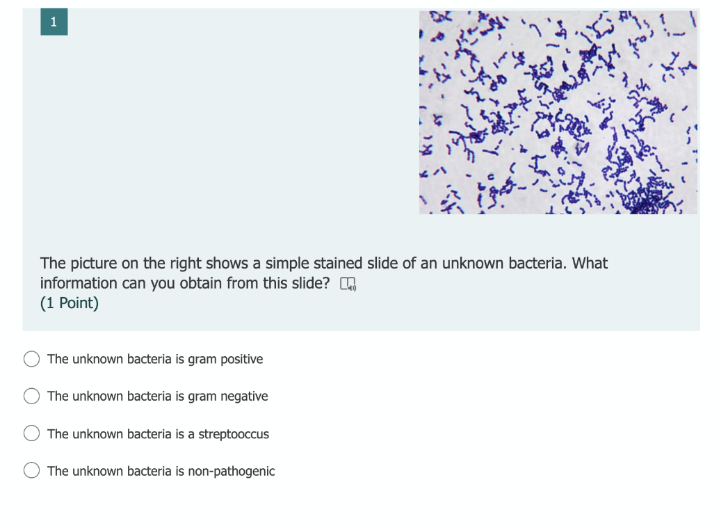 Solved The picture on the right shows a simple stained slide | Chegg.com