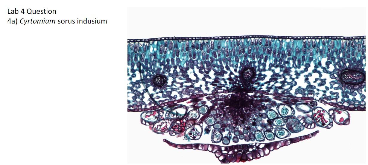 Solved Fern life history. Draw and thoroughly label each of | Chegg.com