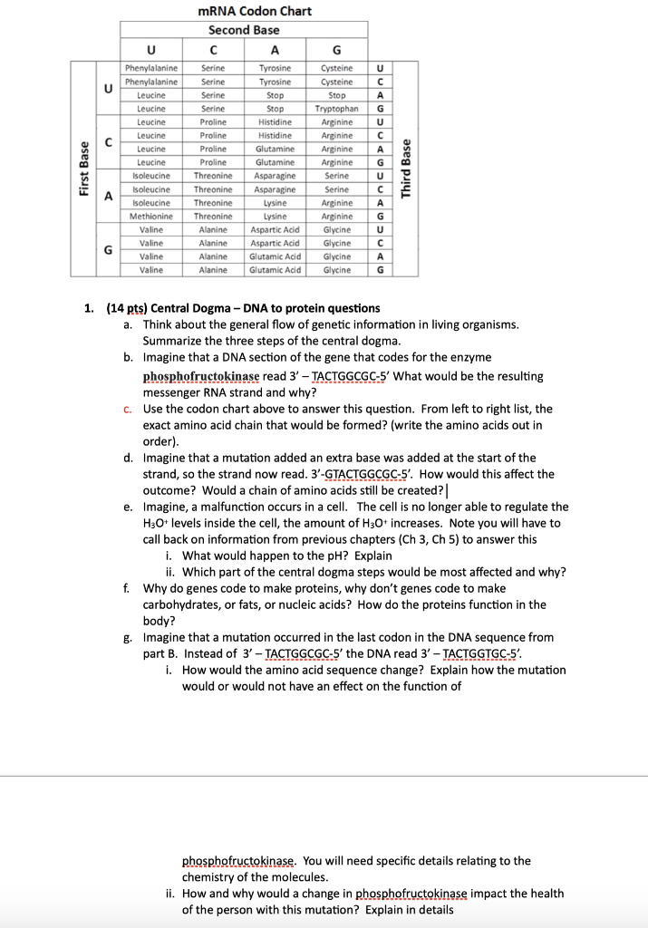 Solved U U с А G U с с mRNA Codon Chart Second Base C A G | Chegg.com