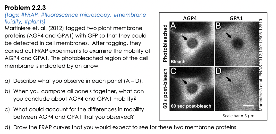 Solved Problem 2.2.3 (tags: #FRAP, #fluorescence microscopy, | Chegg.com