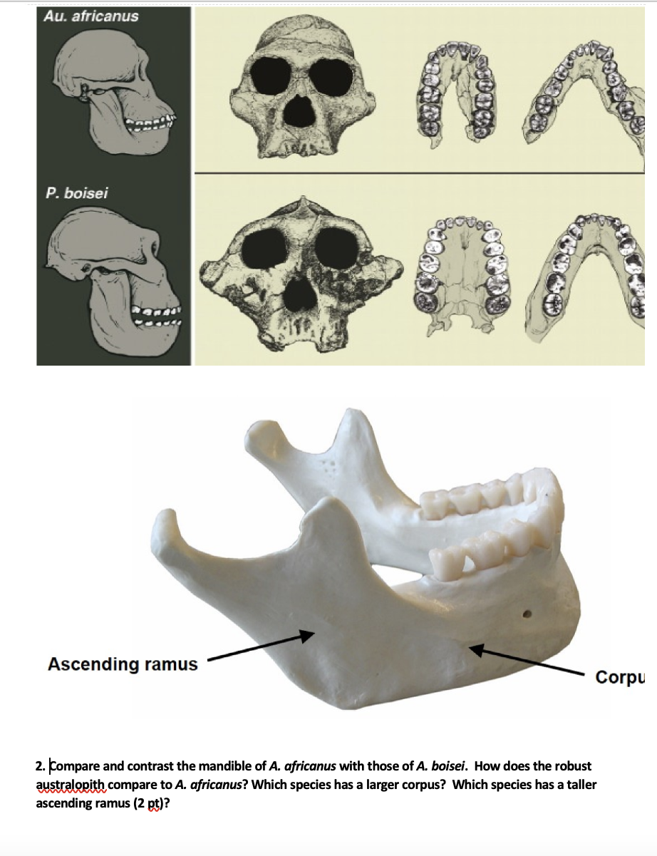 Solved 1. Compare and contrast the size of the | Chegg.com